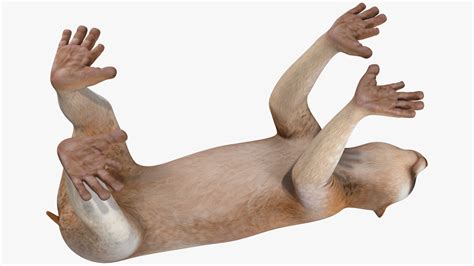 Bengal Slow Loris Model Turbosquid 2143528