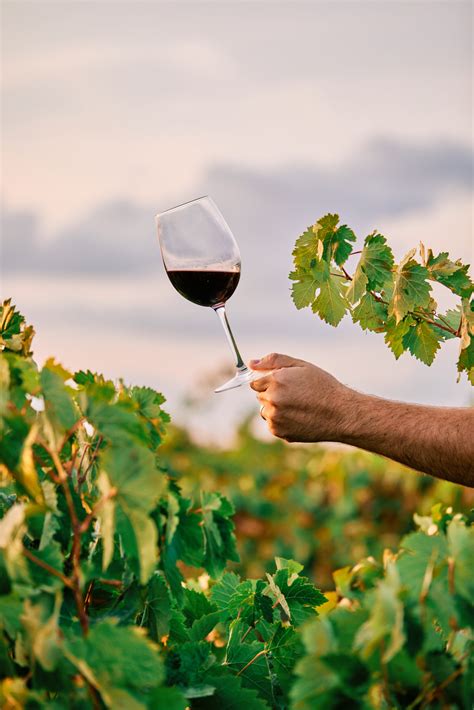 Proceso De ElaboraciÓn Del Vino