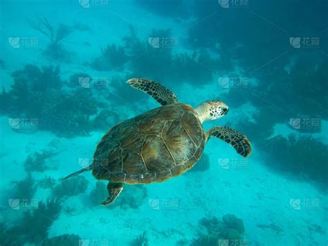 野生甲鱼素材 花瓣网