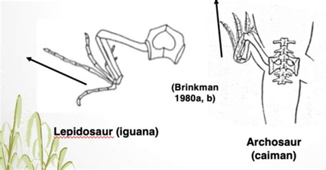 Ch 17 Archosaurs Flashcards Quizlet