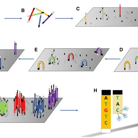 Principles Of Illumina Sequencing Download Scientific Diagram