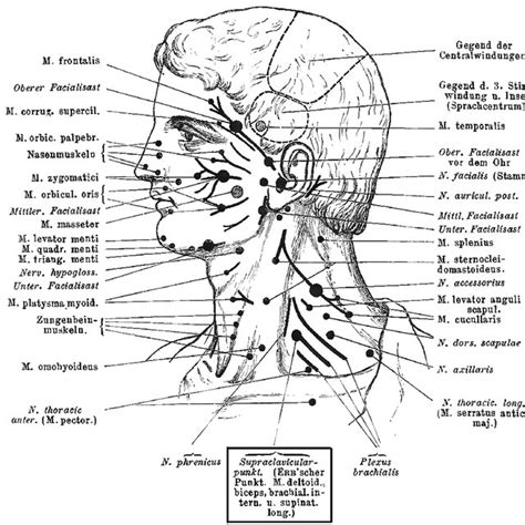 Location Of The Punctum Nervosum And Posterior Triangle Of The