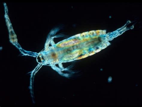 Plancton Marino Descubriendo El Fascinante Mundo De Las Micro