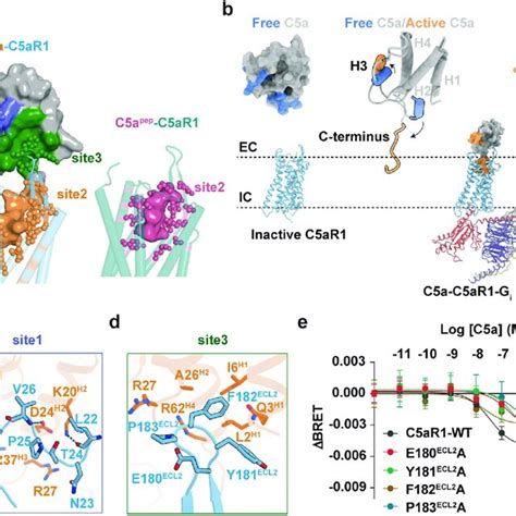 Three Site Binding Mode Of C5a To C5ar1 A The Recognition Of C5ar1 By