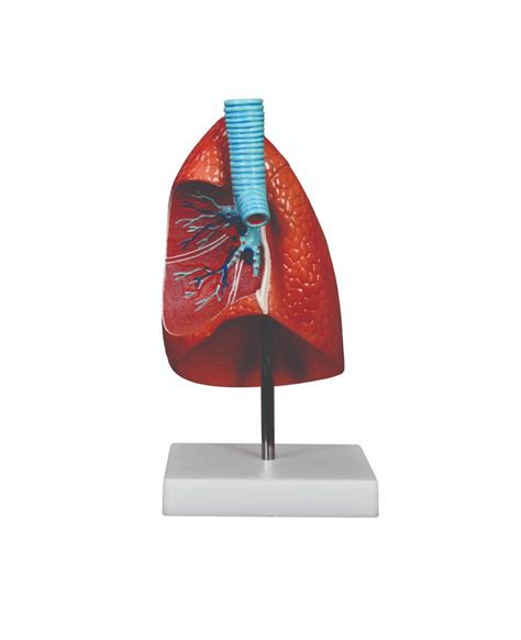 Lung Demonstration Model Khanna Traders