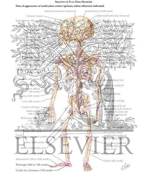 Skeleton Of Full Term Newborn Ossification Present In The Newborn