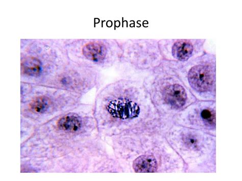 Ppt Prophase Powerpoint Presentation Free Download Id2928580