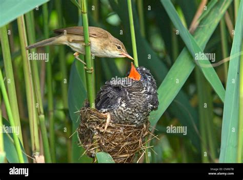 Eurasian Cuckoo Cuculus Canorus In A Nest Of The Eurasian Reed