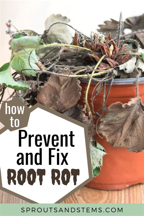 Root Rot How To Treat It And Avoid It Growing Plants Indoors House Plant Care Houseplants