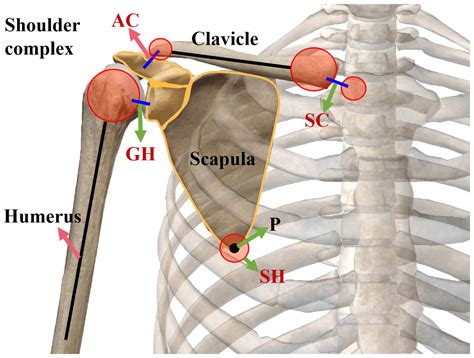 Ms An Innovative Equivalent Kinematic Model Of The Human Upper Limb