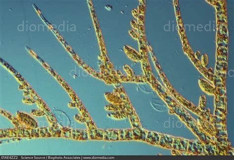 Stock Image 13546271 01ae4zz2 Science Source Search Stock