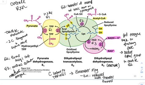 Session 10 Central Metabolism Flashcards Quizlet