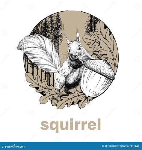 Hand Drawn Squirrel With Acorn Sketch Graphics Illustration On White Background Stock