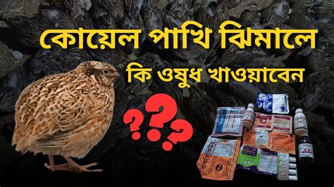 কোয়েল পাখি ঝিমালে কি ওষুধ খাওয়াবেন Koel Bird Medicine Youtube