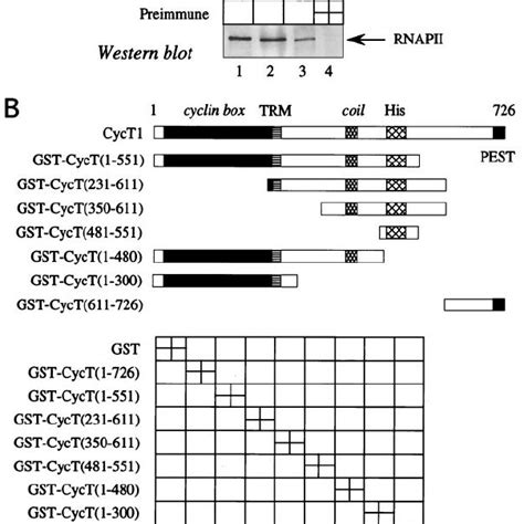 Proximal Promoter Elements Are Required For The Activation Of