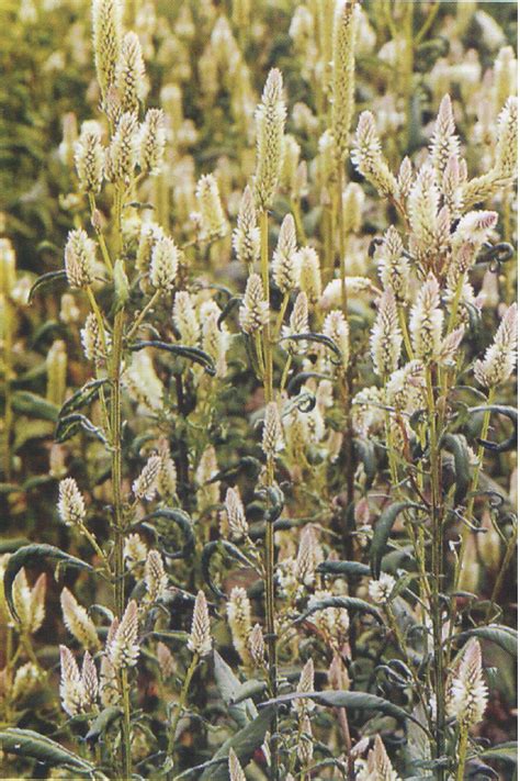 青葙子 百草良方