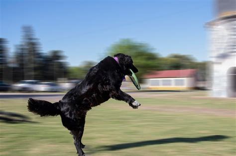 Premium Photo Portrait Of Trained Dog Jumping To Catch Frisbee