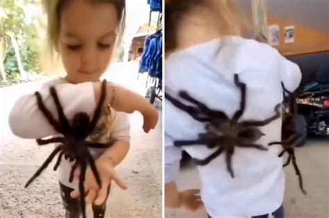 Indrukwekkende video meisje speelt met haar huis tarantula s Pet é pop