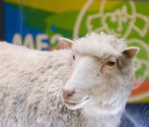 9 curiosidades sobre los animales clonados que quizás no sabías eju tv
