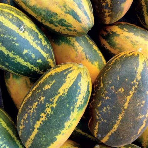 Vellari Seeds Minis Lifestyle Hub Minis Lifestyle Store