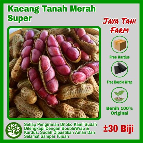 30 Biji Benih Kacang Tanah Merah Super Original Jaya Tani Farm Benih Kacang Tanah Bibit