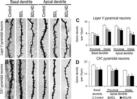 The Spine Loss Of Pyramidal Neurons In He Rats The Spine Density On