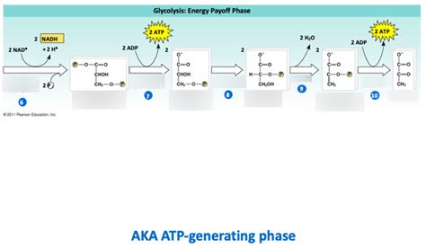 Exam 3 Glycolysis Phase 2 Diagram Quizlet