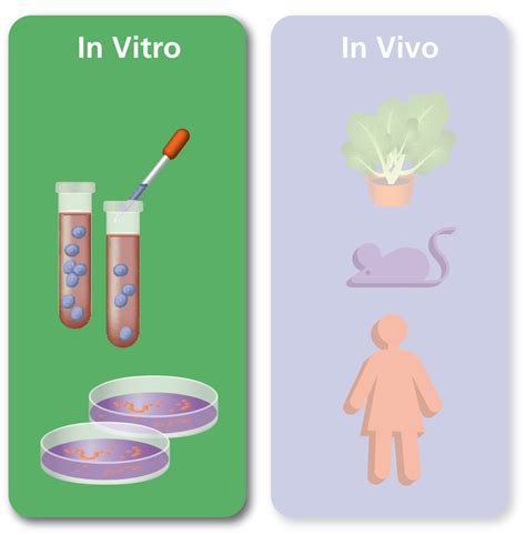 In Vitro Nih
