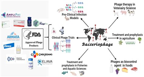 Frontiers Phage Therapy A Revolutionary Shift In The Management Of