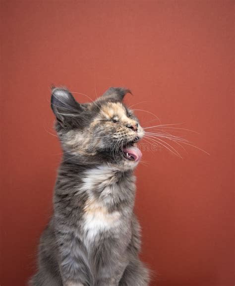 Disgusted Cat 