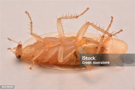 매크로 사진 근접 촬영 바퀴벌레 살충제 제품 개념 선택적 초점 날개 달린 곤충을 위한 백색 배경에 갈색에 대한 스톡 사진 및