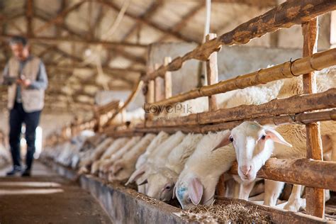 농장에 흰 염소 무리 사진 무료 다운로드 Lovepik