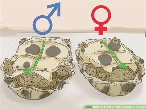 Jow To Tell If A Turtle 🐢 Is Mail Or Femail