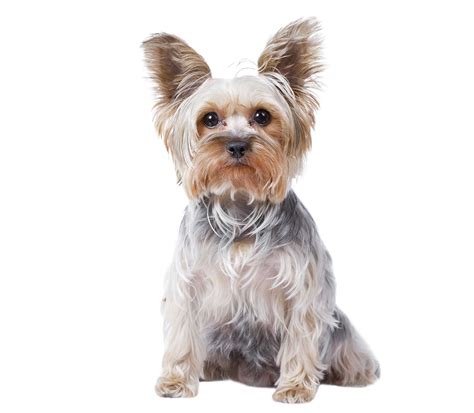 Yorkshire Terrier Rasseportrait Hunter Magazin