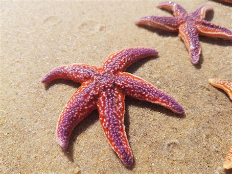 200 000 Free The Sea Of Stars Star Images Pixabay