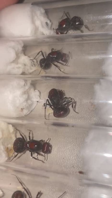 Messor Cephalotes AntSatan