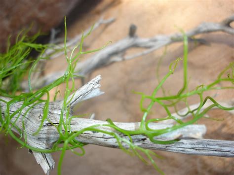 Drift Wood Green Algae Nature Free Photo On Pixabay Pixabay