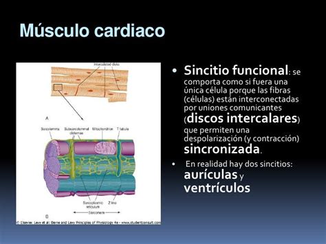 Musculo CardÍaco El Corazón Como Bomba Y La Función De Las Válvulas