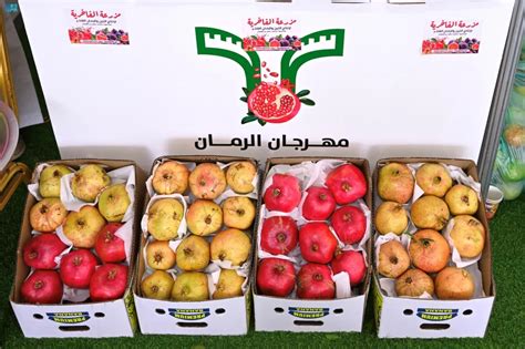 الرمان مظلة الرزق لأهل الزراعة في سراة عبيدة أخبار 24