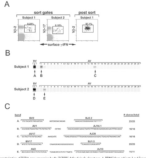 Figure 2 From The Single Clonotype Level Memory T Cell Activation
