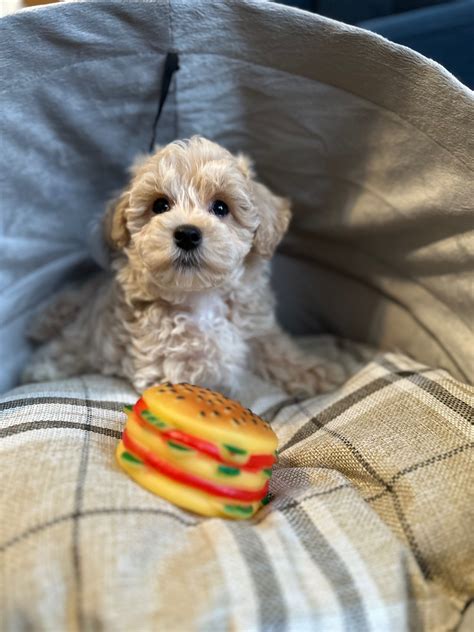 Śliczny Piesek Maltipoo Łask OLX pl