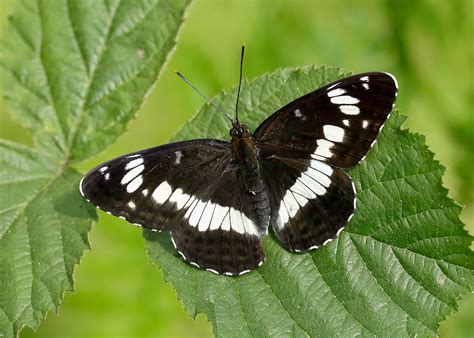 White Admiral Butterfly Conservation