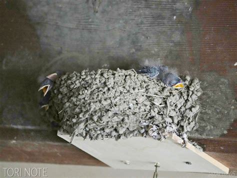 涸沼にてチョウゲンボウコチドリ Tori Note 茨城の野鳥観察日誌