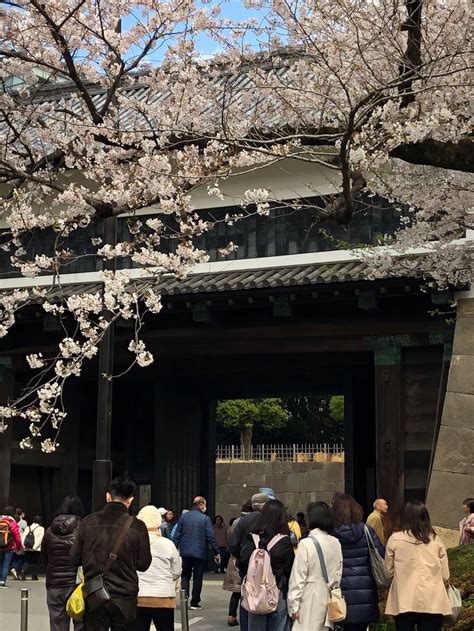 Yoshino Cherry Tree