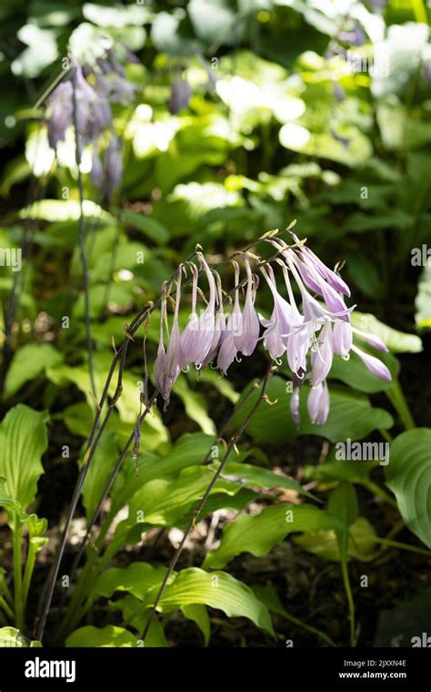 Hosta Curly Fries Flowers Stock Photo Alamy