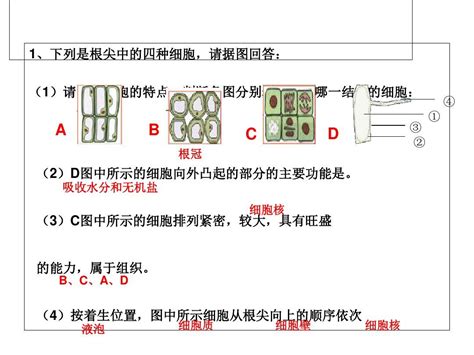 芽的类型和结构ppt课件1 Word文档在线阅读与下载 无忧文档