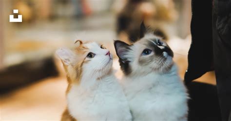 갈색 나무 테이블에 앉아 흰색과 주황색 고양이 사진 Unsplash의 무료 고양이 이미지