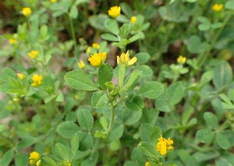 Common Central Texas Weeds