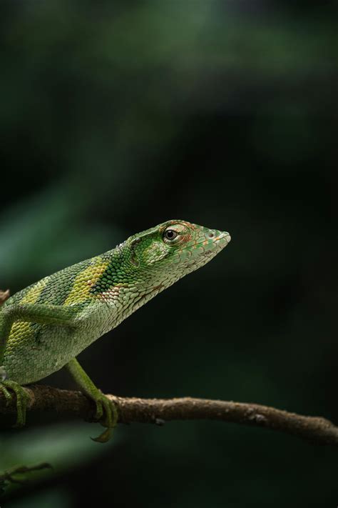 Lizard Clipart Photos Download The Best Free Lizard Clipart Stock