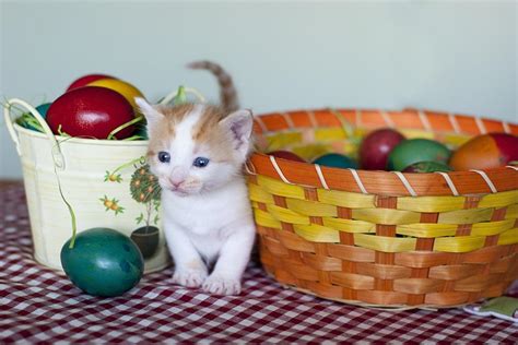 Easter Kittens Wallpapers Wallpaper Cave